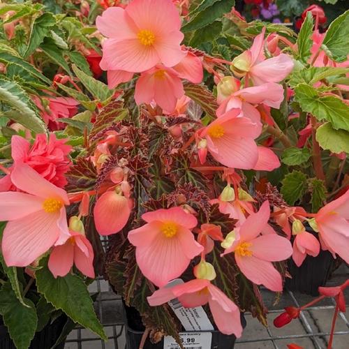 Begonia (Begonia x hybrida I'Conia® Upright Salmon) in the Begonias ...