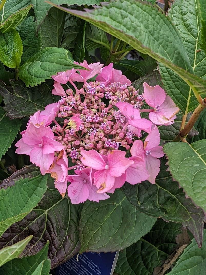 Photo of the bloom of Hydrangea (Hydrangea macrophylla Seaside Serenade ...