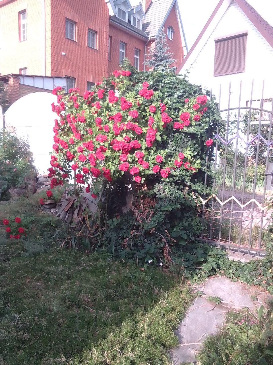 Rose (Rosa 'Flammentanz') in the Roses Database - Garden.org