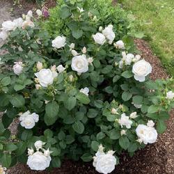 Rose (Rosa 'Easy Spirit') in the Roses Database - Garden.org