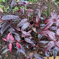Photo of the entire plant of Drooping Leucothoe (Leucothoe Scarletta ...