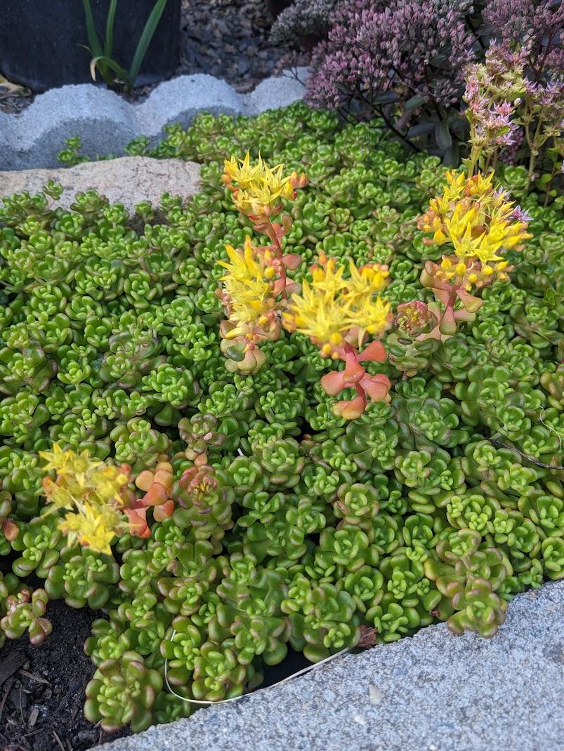 Photo of the entire plant of Sedum (Sedum oreganum) posted by Joy ...
