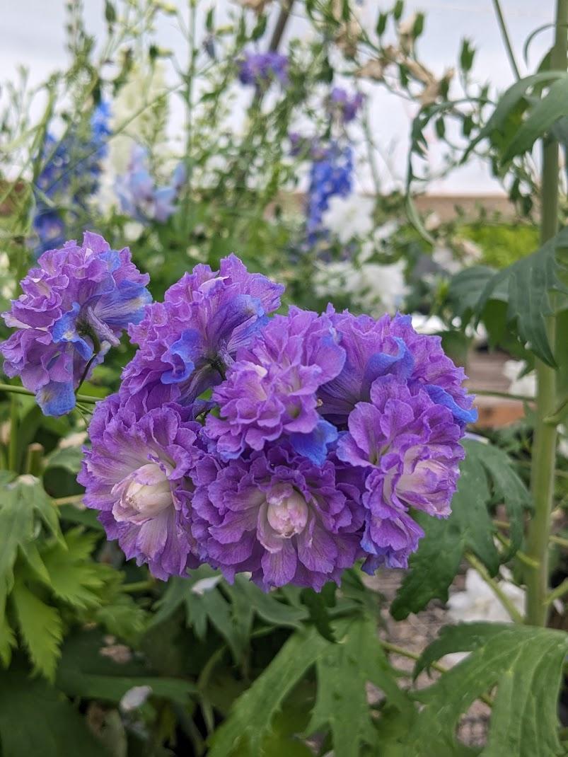 Larkspur (Delphinium elatum Highlander™ Bolero) in the Delphiniums Database - Garden.org