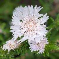 Photo of the bloom of Stokes' Aster (Stokesia laevis 'Divinity') posted ...