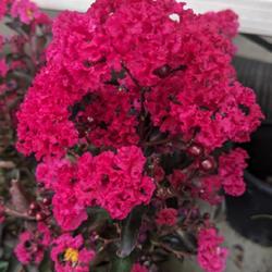 Crape Myrtle (Lagerstroemia indica Double Dynamite®) in the Crepe ...