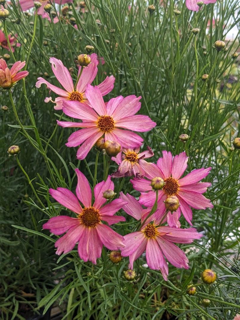 Photo of the entire plant of Coreopsis 'Sweet Tart' posted by Joy ...