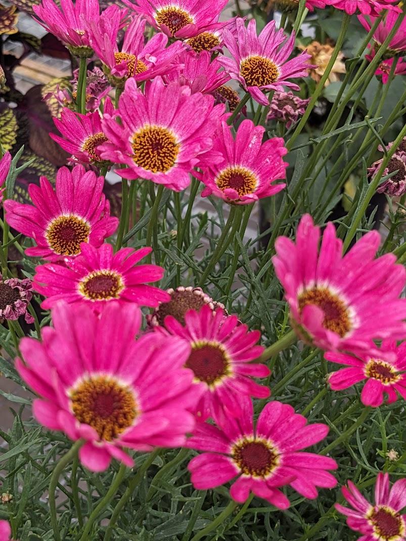 Photo of the bloom of Marguerite Daisy Hybrid (Argyranthemum Grandaisy ...