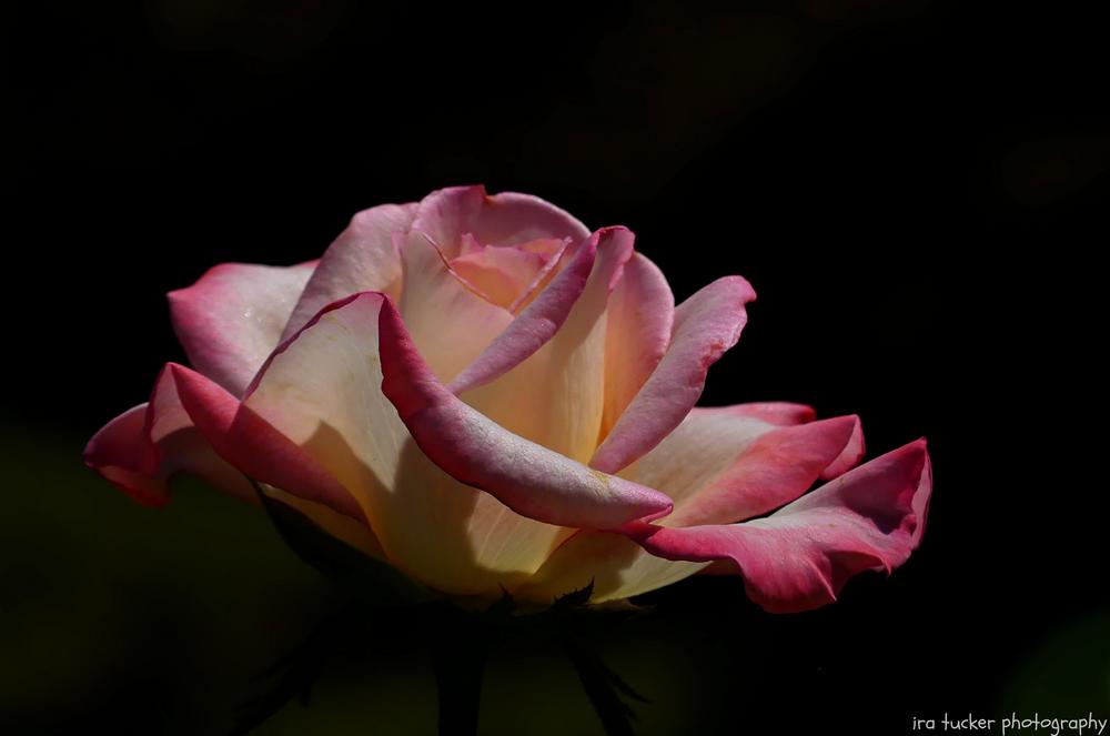 Photo of the bloom of Rose (Rosa 'Secret') posted by drirastucker ...