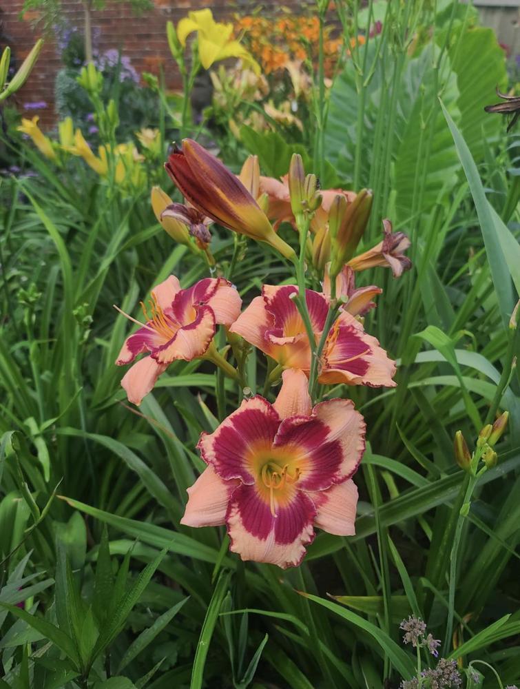 Photo of the bloom of Daylily (Hemerocallis 'Blushing Summer Valentine ...