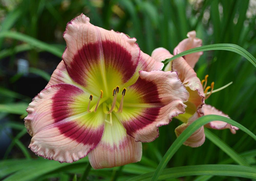 Photo of the bloom of Daylily (Hemerocallis 'Adena Ida's Gem') posted ...