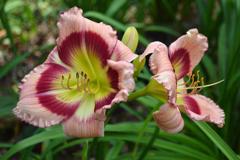Photo of the bloom of Daylily (Hemerocallis 'Adena Ida's Gem') posted ...