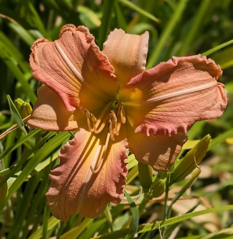 Photo of the bloom of Daylily (Hemerocallis 'Rosa Roma') posted by Joy ...