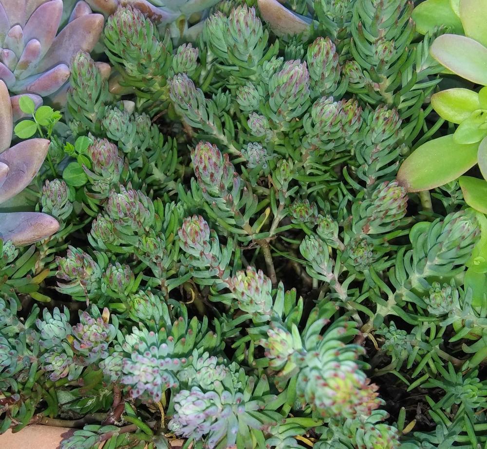 Photo of the entire plant of Jenny's Stonecrop (Petrosedum rupestre ...