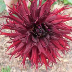 Dahlia 'Kenora Macop-B' in the Dahlias Database - Garden.org