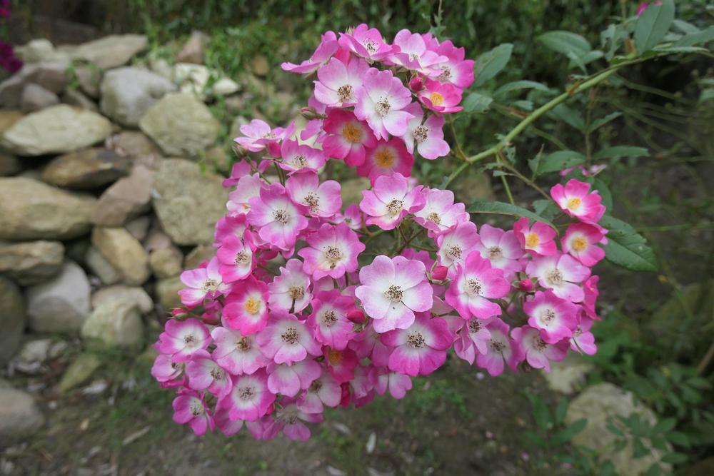 Rose (Rosa 'Mozart') in the Roses Database - Garden.org