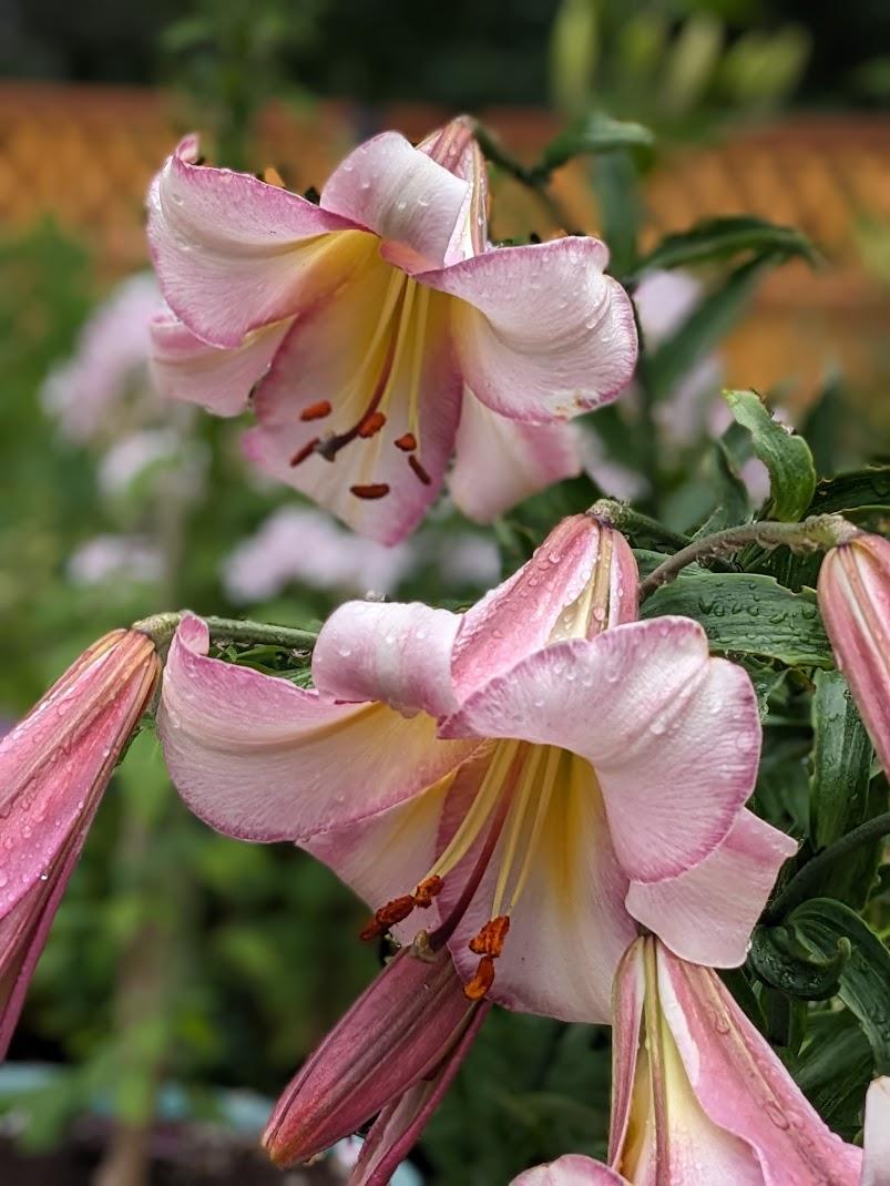Photo of the bloom of Lily (Lilium 'Beijing Moon') posted by Joy ...