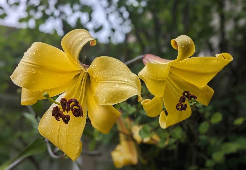 Photo of the bloom of Lily (Lilium Golden Splendor) posted by Joy ...
