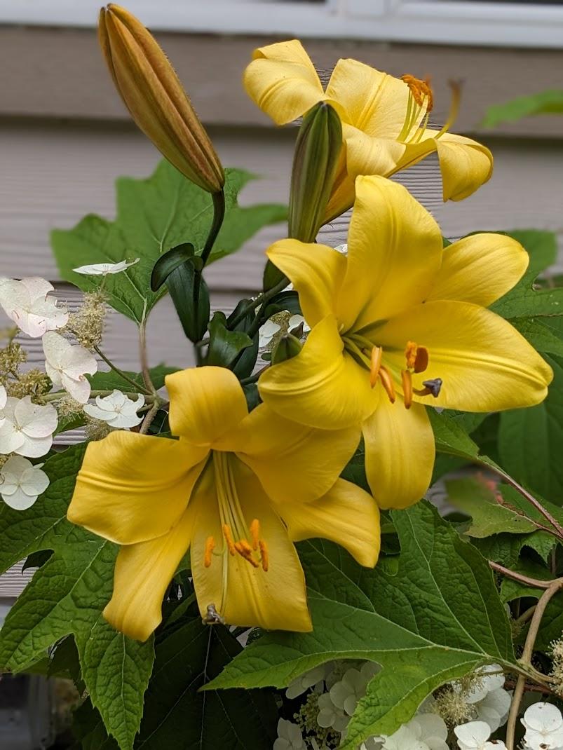 Trumpet lily (Lilium 'Yellow Planet') in the Lilies Database - Garden.org
