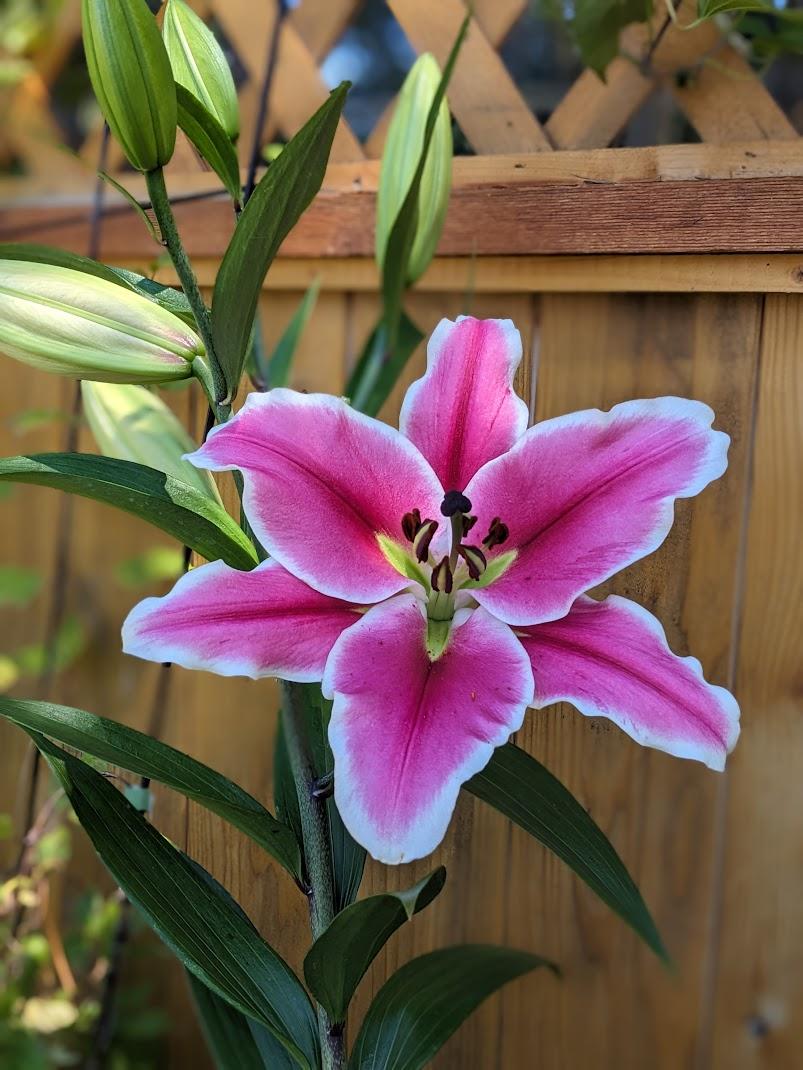 Photo of the bloom of Lily (Lilium 'Hachi') posted by Joy - Garden.org