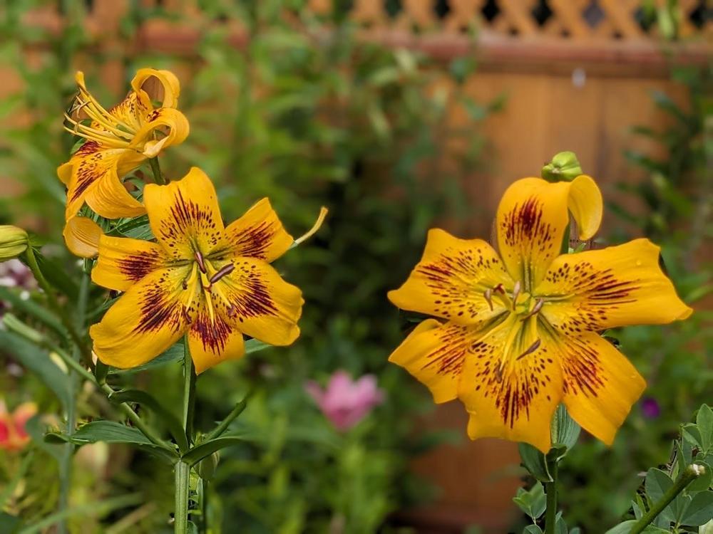 Photo of the bloom of Lily (Lilium 'Yellow Bruse') posted by Joy ...