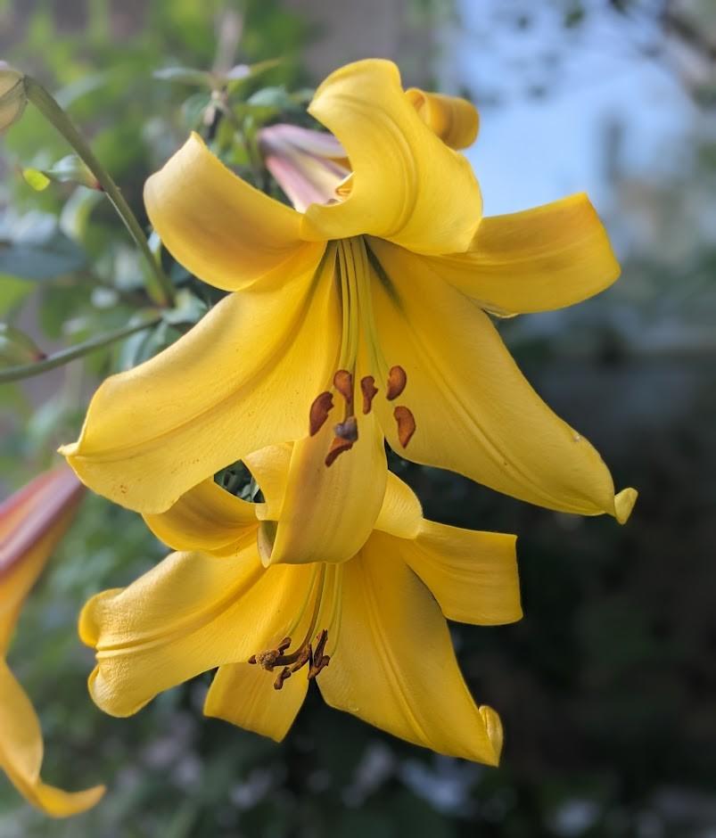 Photo of the bloom of Lily (Lilium Golden Splendor) posted by Joy ...