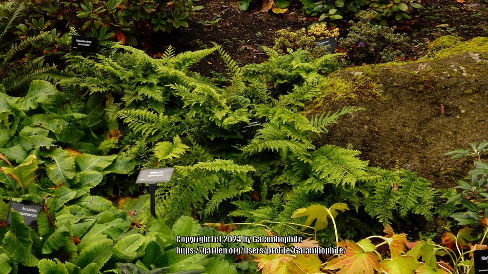 Photo of the entire plant of Polypody Fern (Polypodium x mantoniae ...
