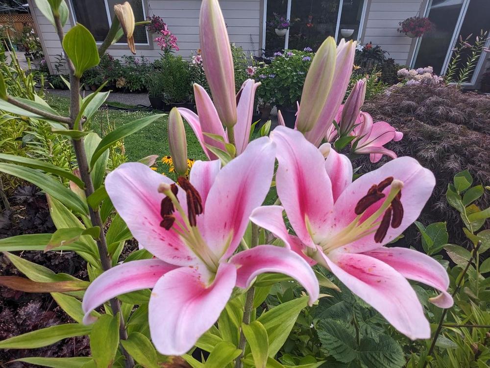 Lily (Lilium 'Frontera') in the Lilies Database - Garden.org