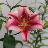 Lily (Lilium 'Olympic Torch') in the Lilies Database - Garden.org