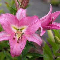 Photo of the bloom of Lily (Lilium 'Master') posted by Joy - Garden.org
