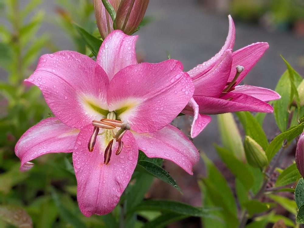 Lily (Lilium 'Master') in the Lilies Database - Garden.org