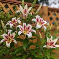 Lily (Lilium 'Nymph') in the Lilies Database - Garden.org