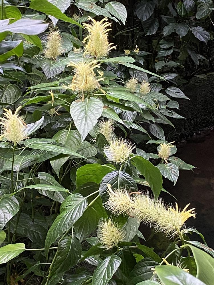 Golden Plume (Schaueria calytricha) - Garden.org