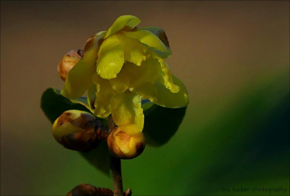 Photo of the bloom of Fragrant Wintersweet Tree (Chimonanthus praecox ...
