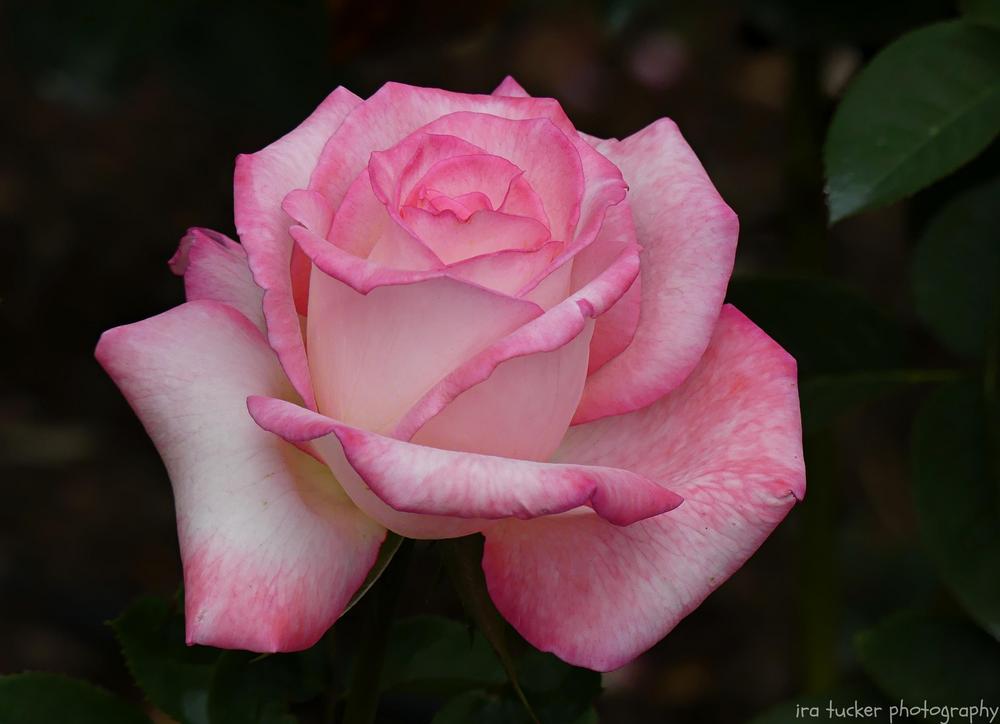 Photo of the bloom of Rose (Rosa 'Secret') posted by drirastucker ...