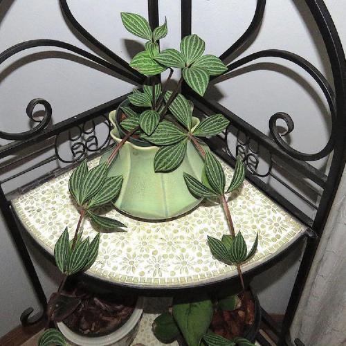 Parallel Peperomia (Peperomia tetragona) - Garden.org