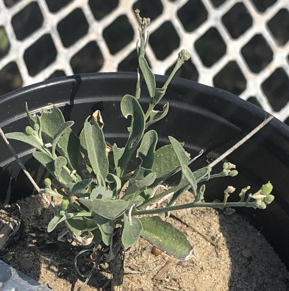 Photo of the entire plant of Zapata Bladderpod (Physaria thamnophila ...