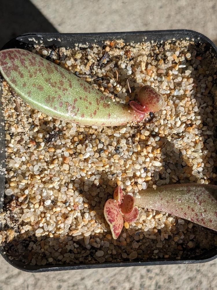 Photo of the emerging growth of Calico Hearts (Adromischus trigynus ...
