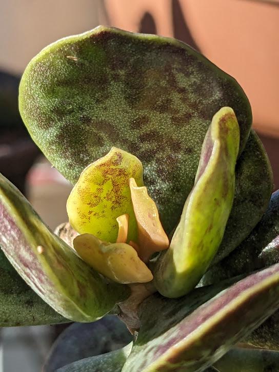 Calico Hearts (Adromischus maculatus) - Garden.org