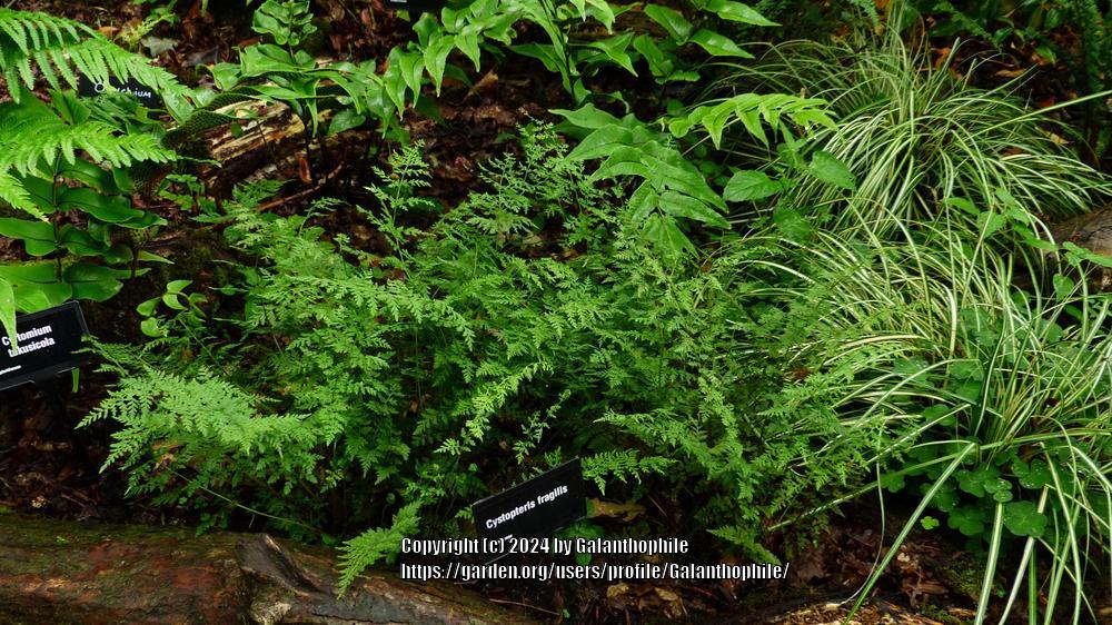 Photo of the entire plant of Brittle bladder fern (Cystopteris fragilis ...