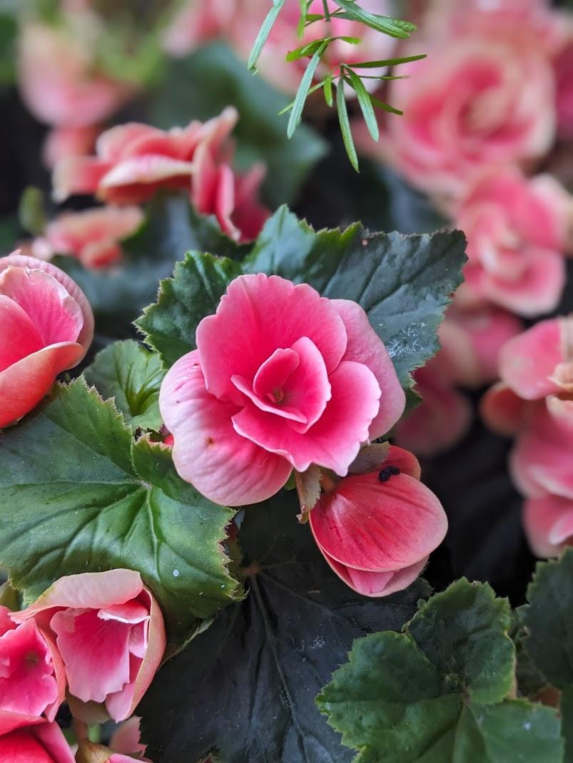 Photo of the bloom of Rieger Begonia (Begonia x hiemalis 'Borias ...