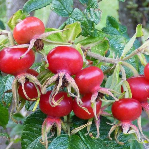 Rose (Rosa rugosa 'Rubra') in the Roses Database - Garden.org