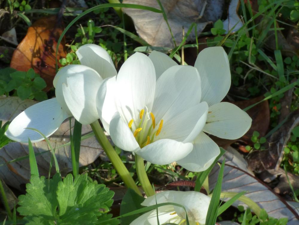 Autumn Crocus (Colchicum speciosum 'Album') in the Colchicums Database ...
