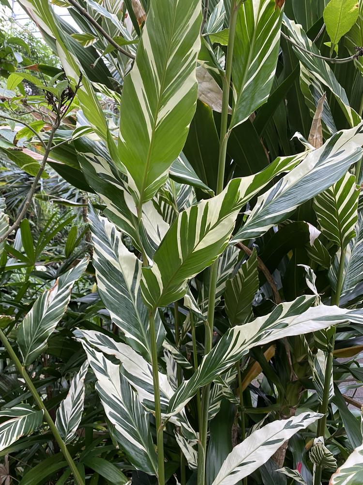 Photo of the leaves of Variegated Ginger (Alpinia vittata) posted by SL ...