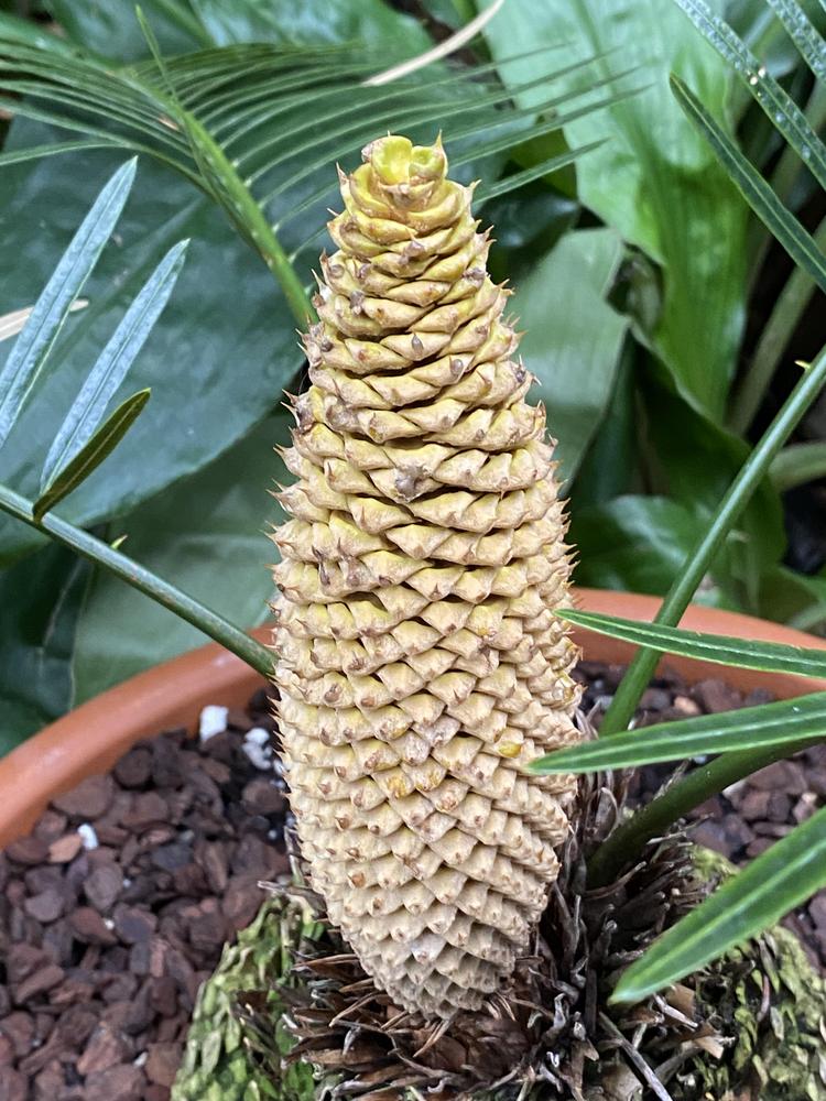 Photo of the cone of Cycas lindstromii posted by SL_gardener - Garden.org