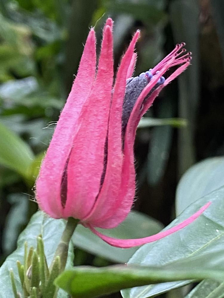 Photo of the bloom of Brazilian Candles (Pavonia multiflora) posted by ...