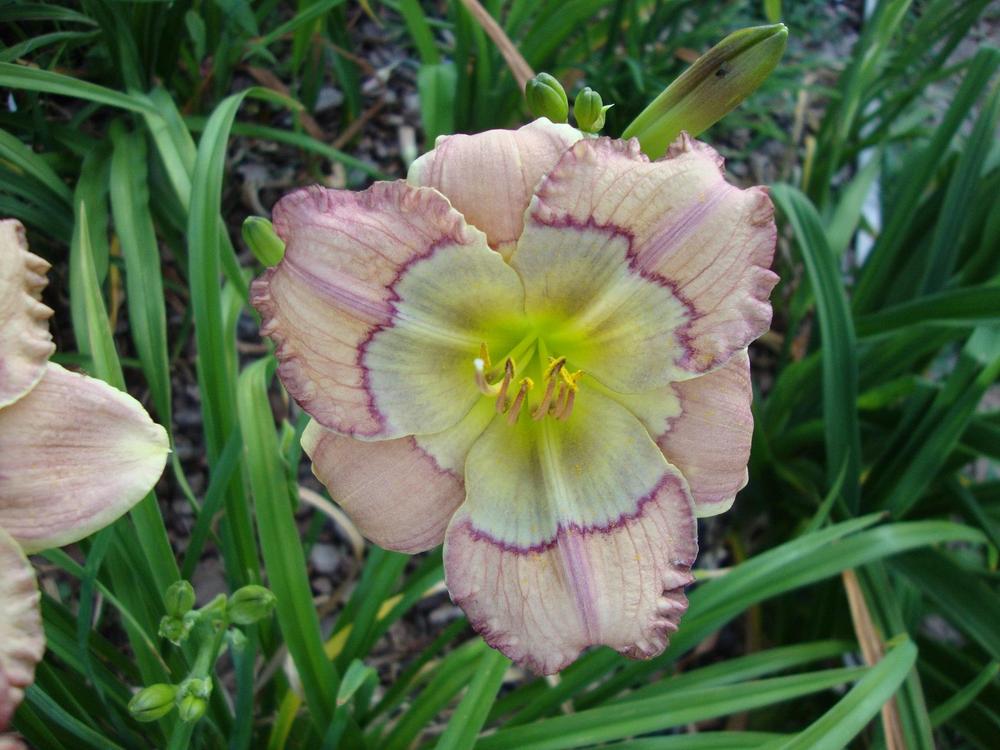 Daylily (Hemerocallis 'Morning Blue Eyes') in the Daylilies Database - Garden.org
