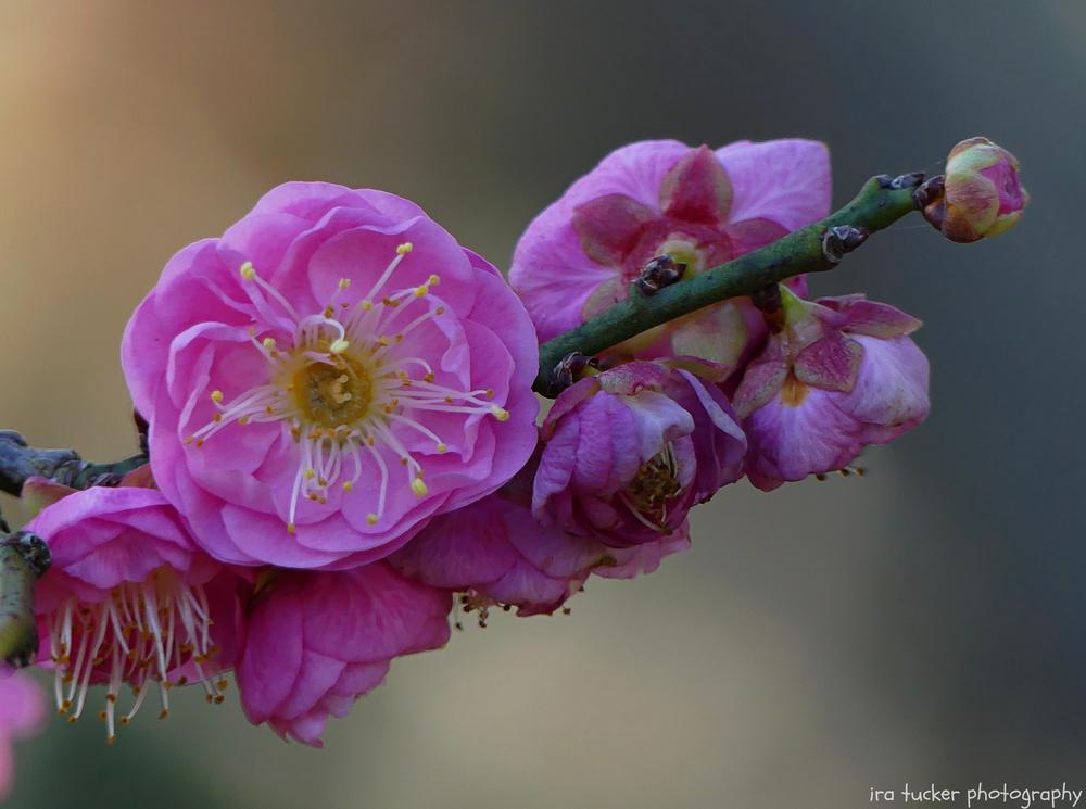 Photo of the bloom of Apricot (Prunus mume 'Bonita') posted by ...