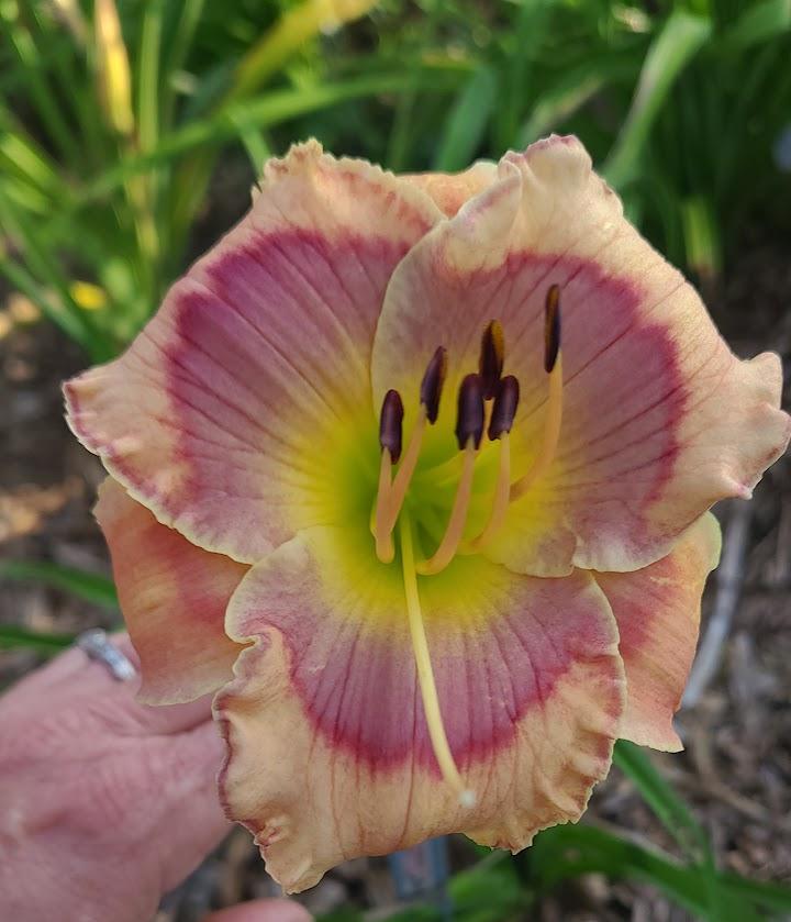 Photo of the bloom of Daylily (Hemerocallis 'Topguns Eye on the Prize') posted by lillyx4 ...