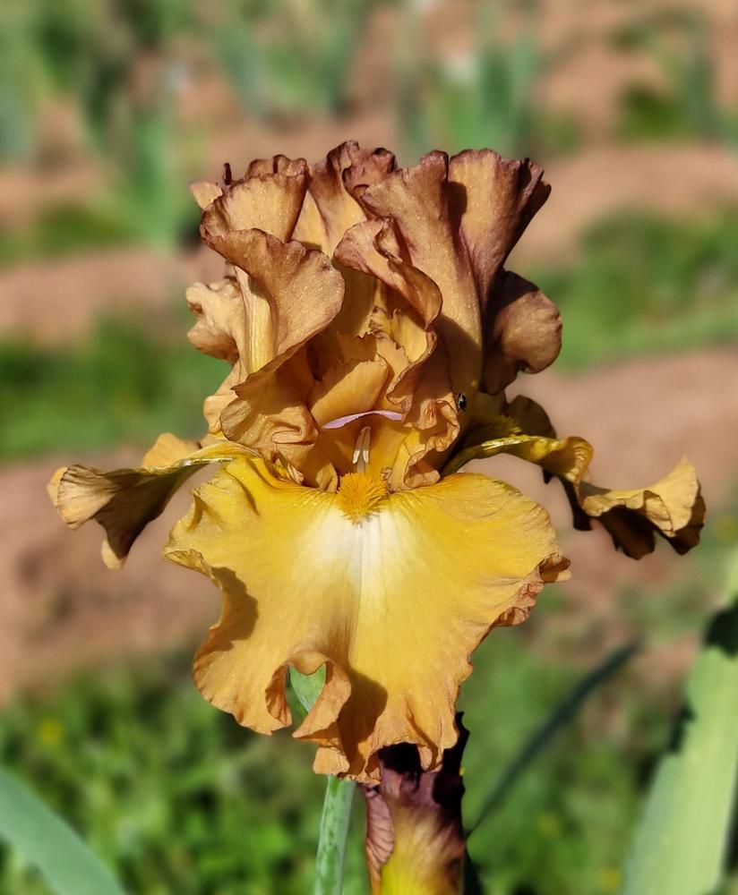 Photo of the bloom of Tall Bearded Iris (Iris 'Harmonic Elegance') posted by Bitoftrouble ...