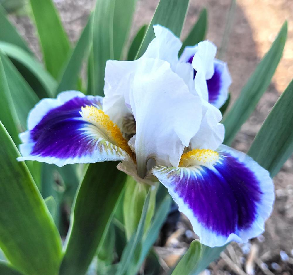 Miniature Dwarf Bearded Iris (Iris 'Bitty Beauty') in the Irises ...